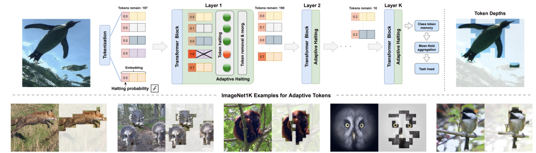 A-ViT: Adaptive Tokens for Efficient Vision Transformer | Research